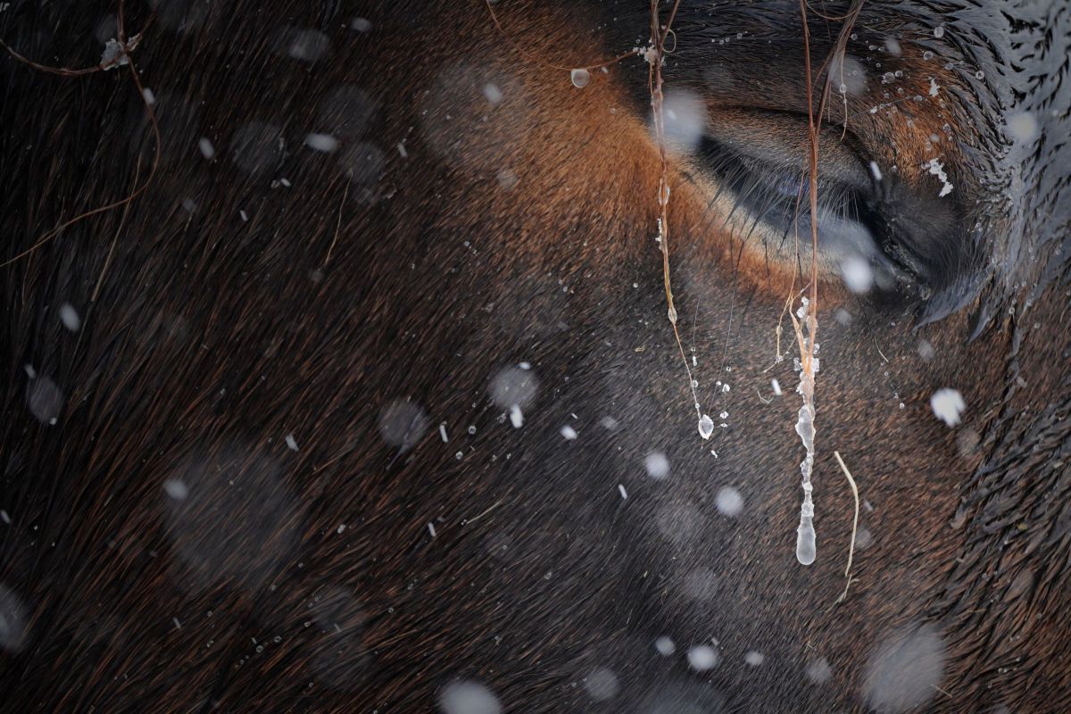 jewel of tears | GANREF