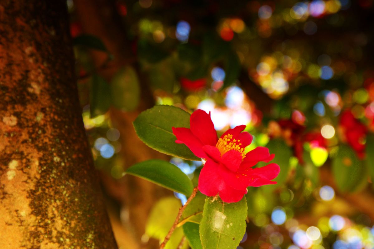 2023山茶花. | GANREF