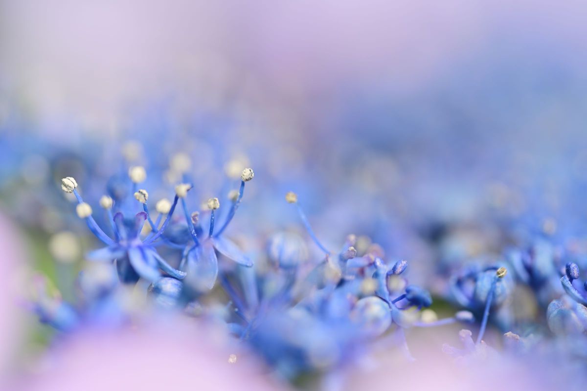 ささやき | GANREF