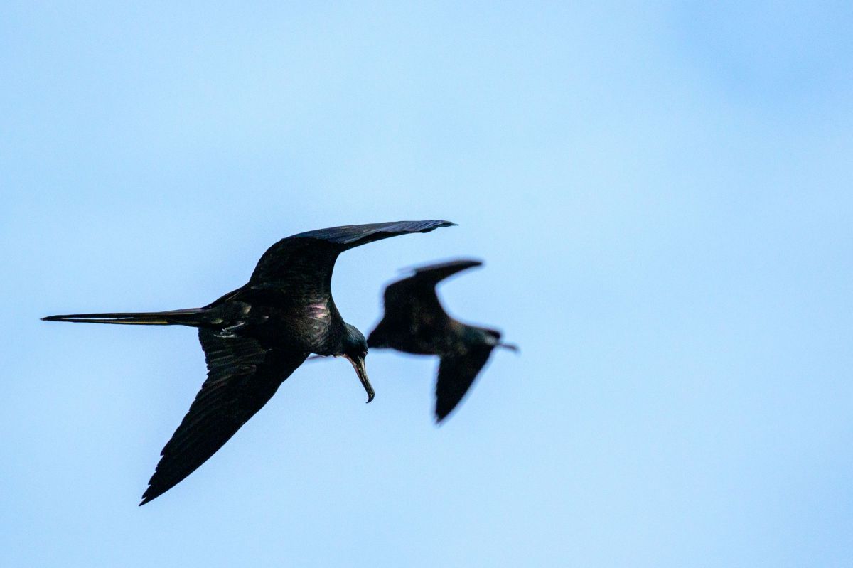 flying shadow | GANREF