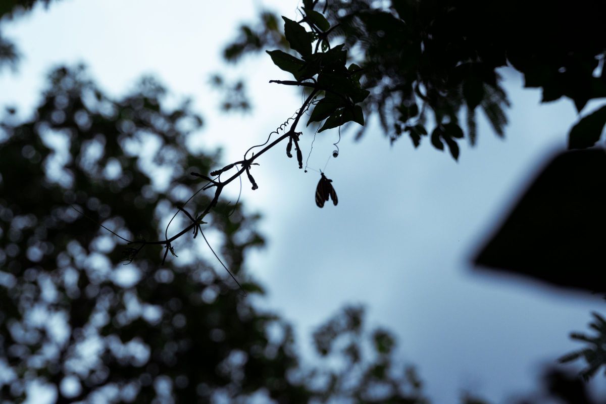 蝶はどこに向かう？ | GANREF