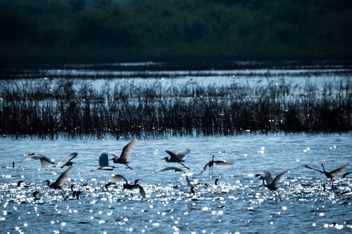 morning waltz | GANREF