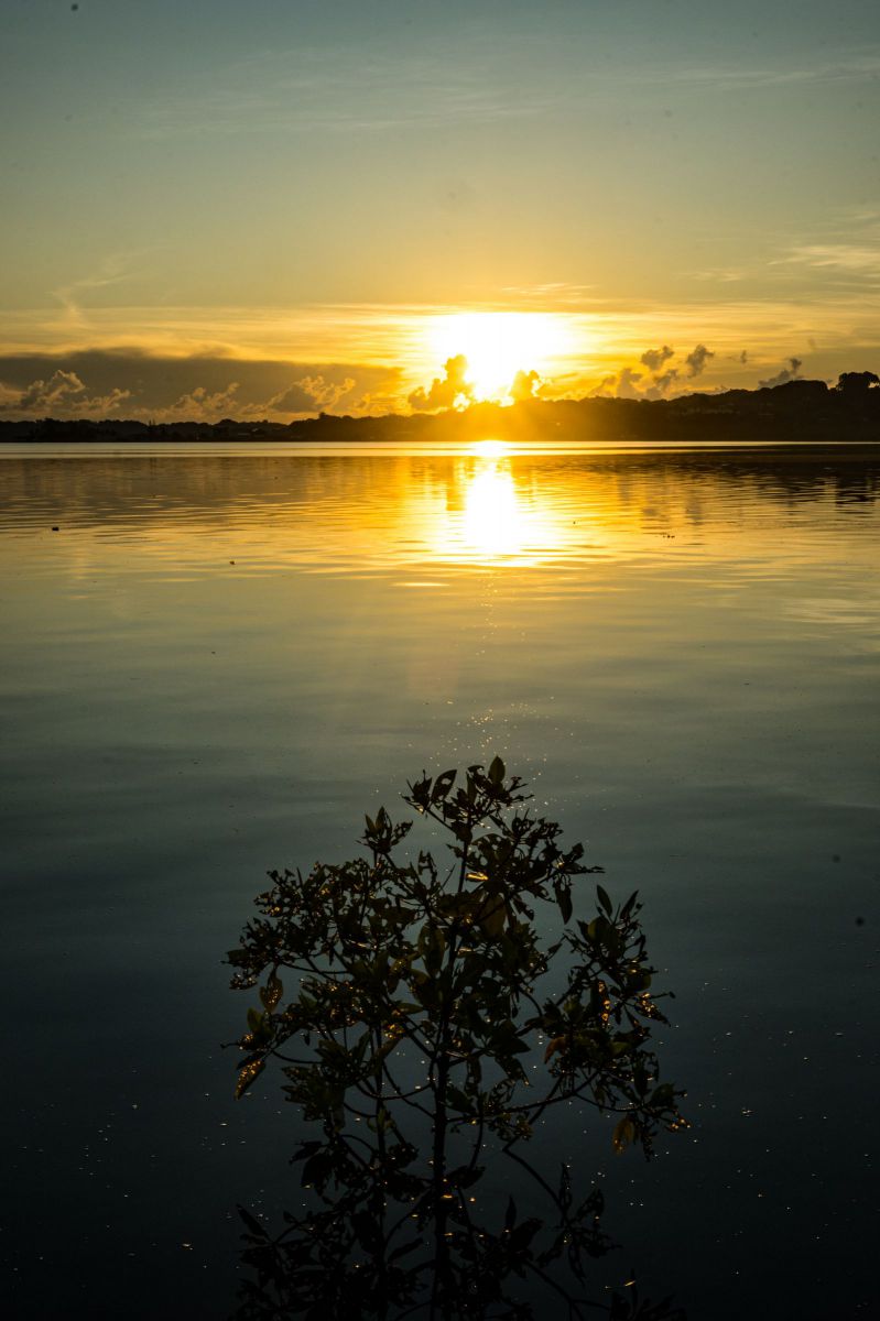 金色が舞う | GANREF