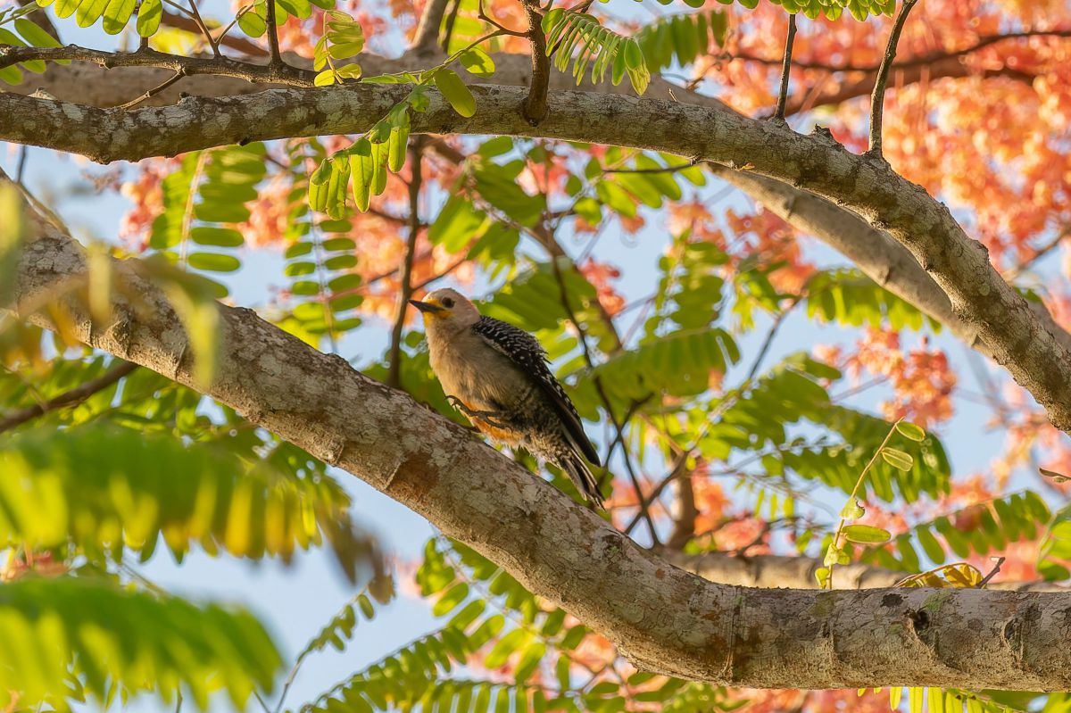 朝日に包まれた林は金色に輝く | GANREF
