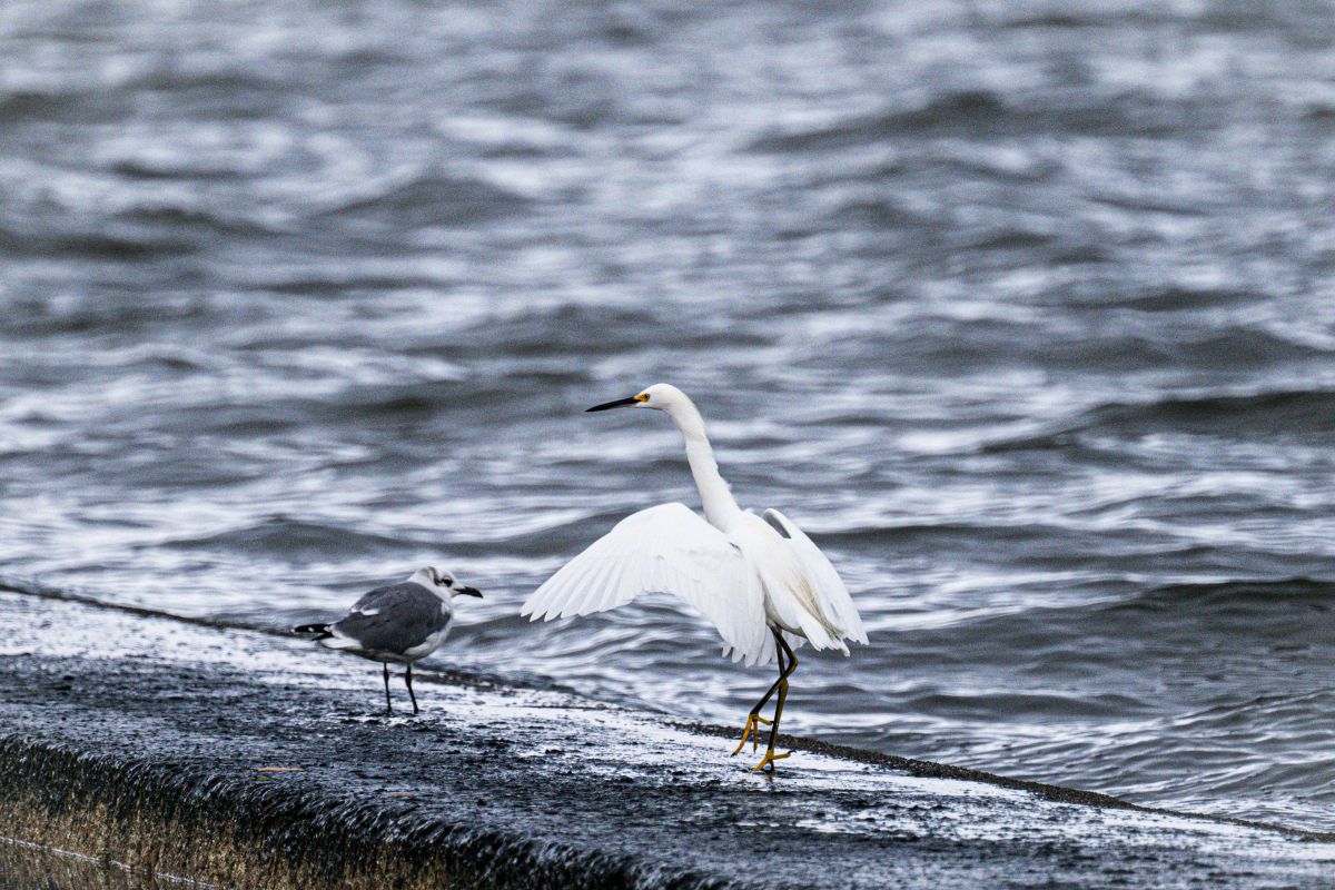 Shall we dance? | GANREF