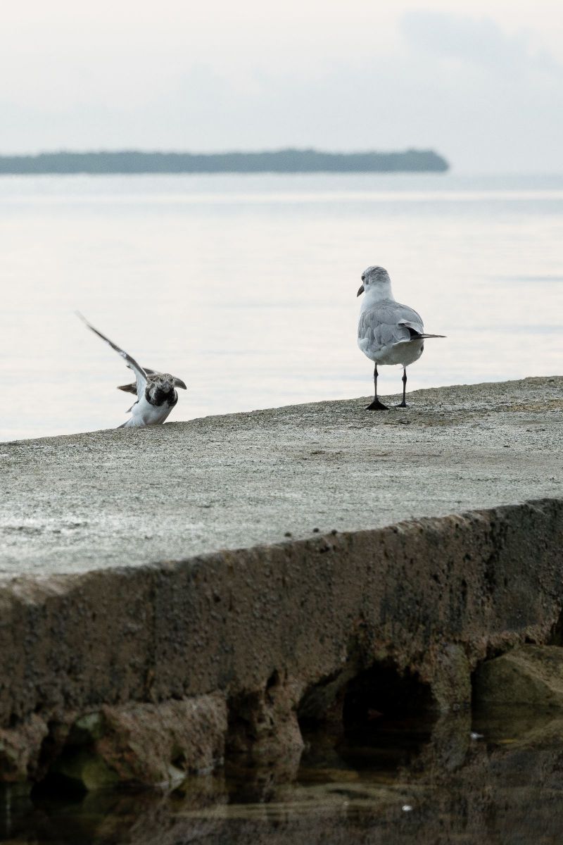 おっ、大丈夫？ | GANREF