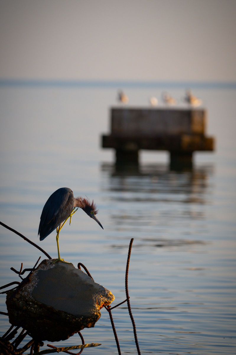 寝癖ですか？ | GANREF