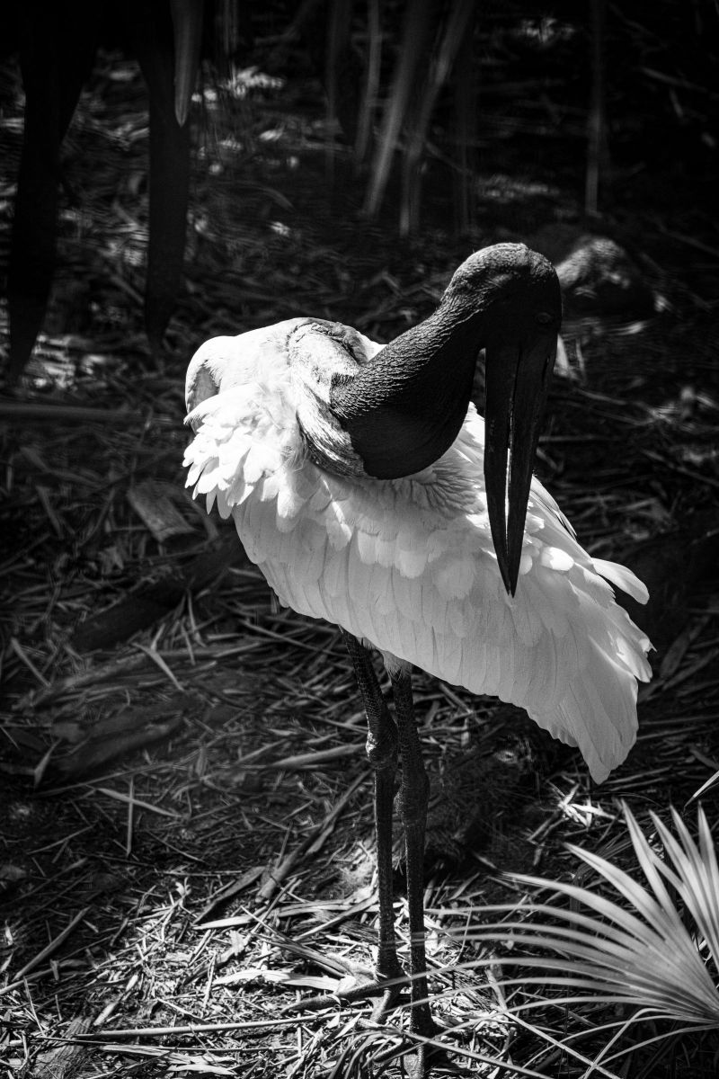 siesta 3 (バレリーナの居眠り？） | GANREF