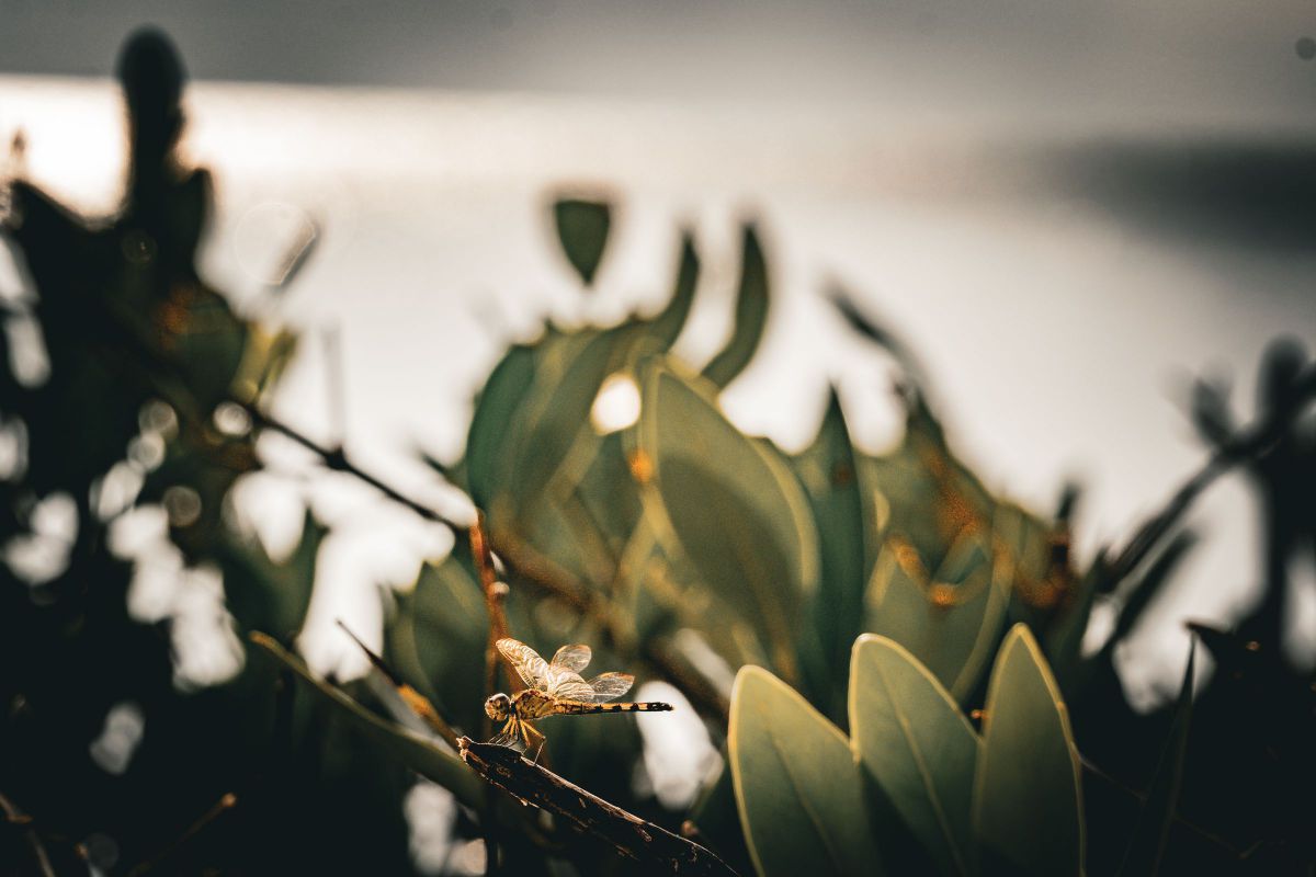 秋の気配？ | GANREF