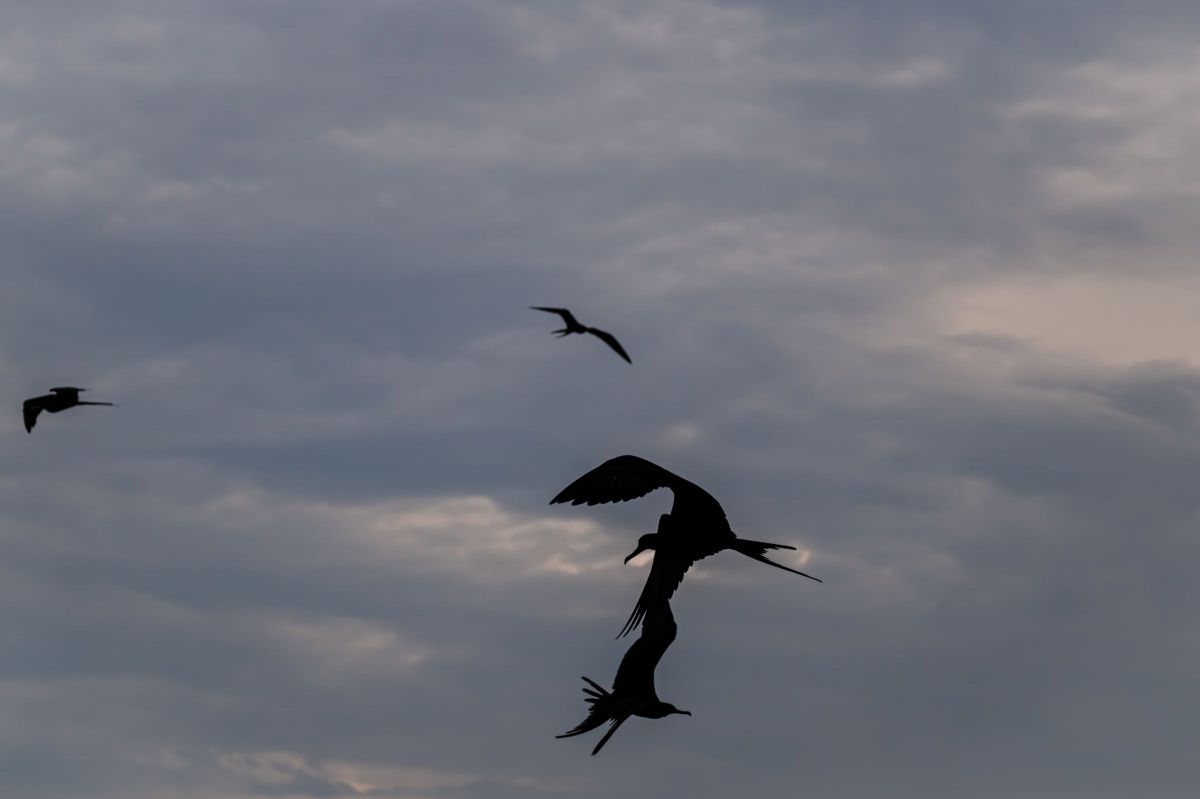 Dance a waltz in the air! | GANREF