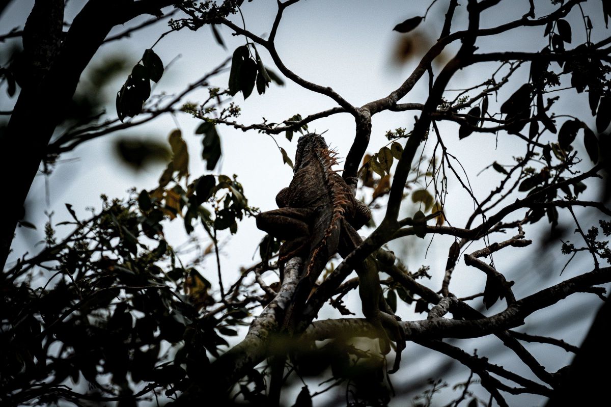 GODZILLA 0.1? | GANREF