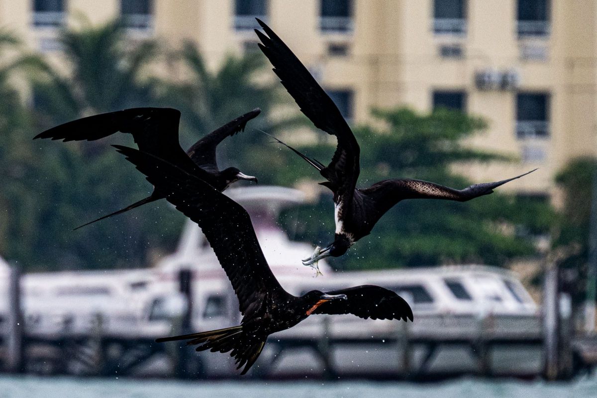 breakfast in the air | GANREF