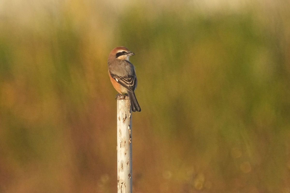 gr9526 モズ.JPG | GANREF