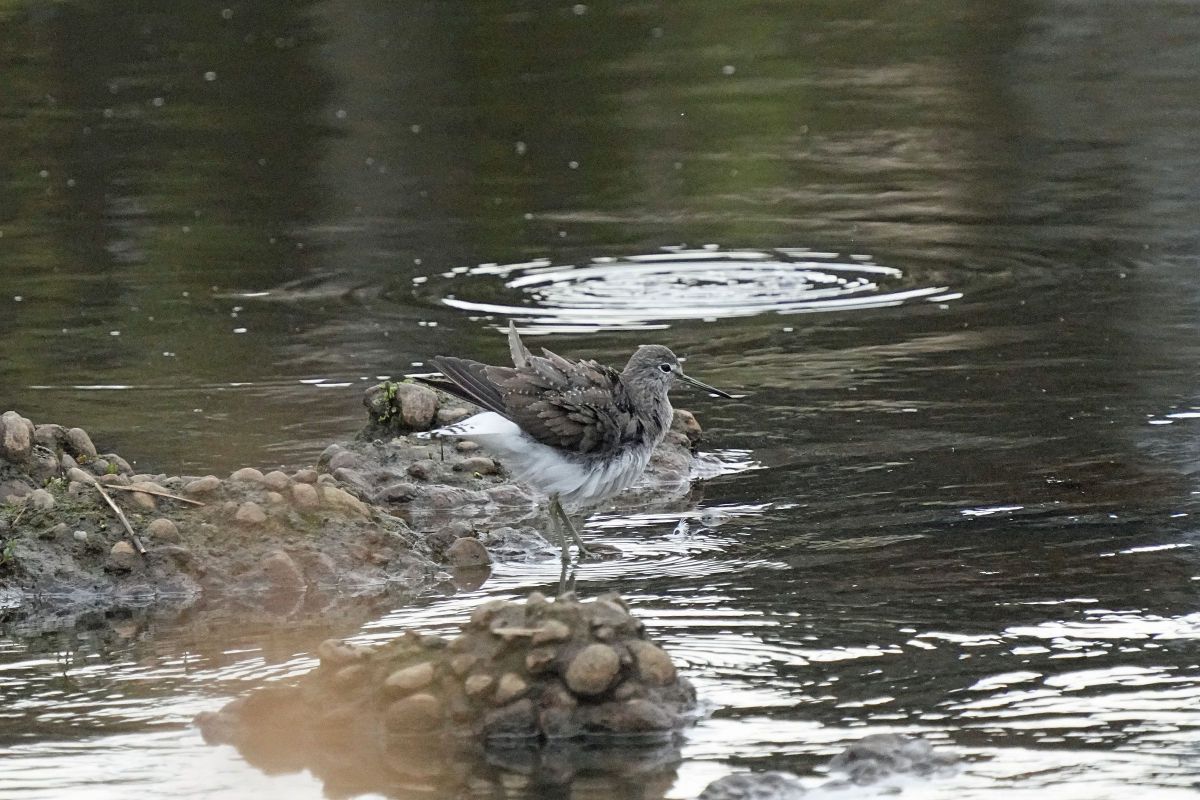 gr0208m クサシギ.JPG | GANREF