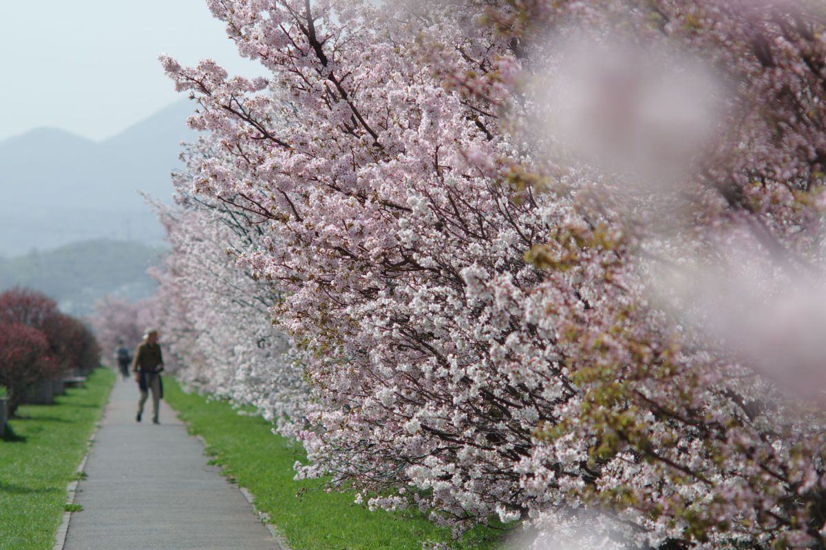 桜2024 #04 | GANREF