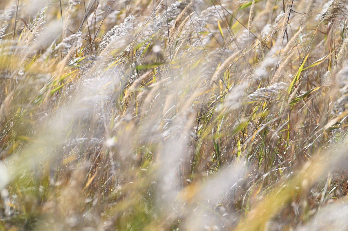 ススキ2023 | GANREF