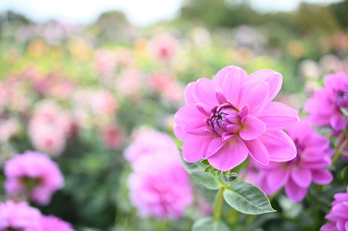 ダリア2023 | GANREF