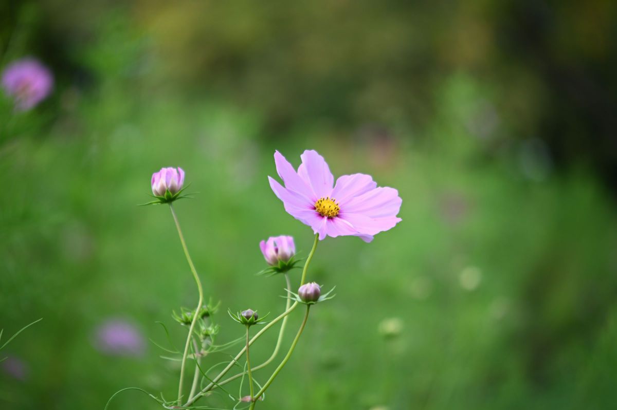 コスモス2023 | GANREF