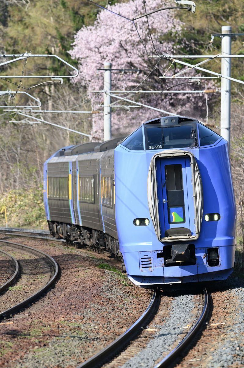 桜前線北上中2025[Re] | GANREF