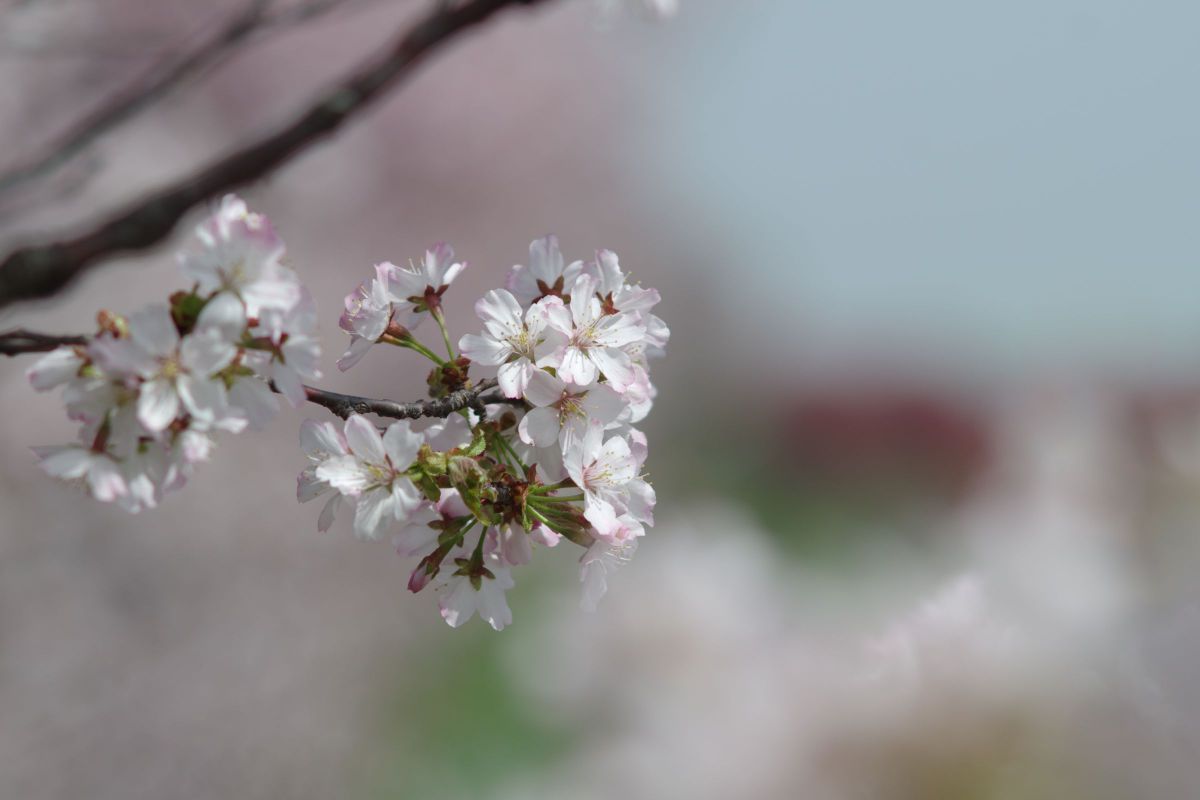 桜2024 #05 | GANREF