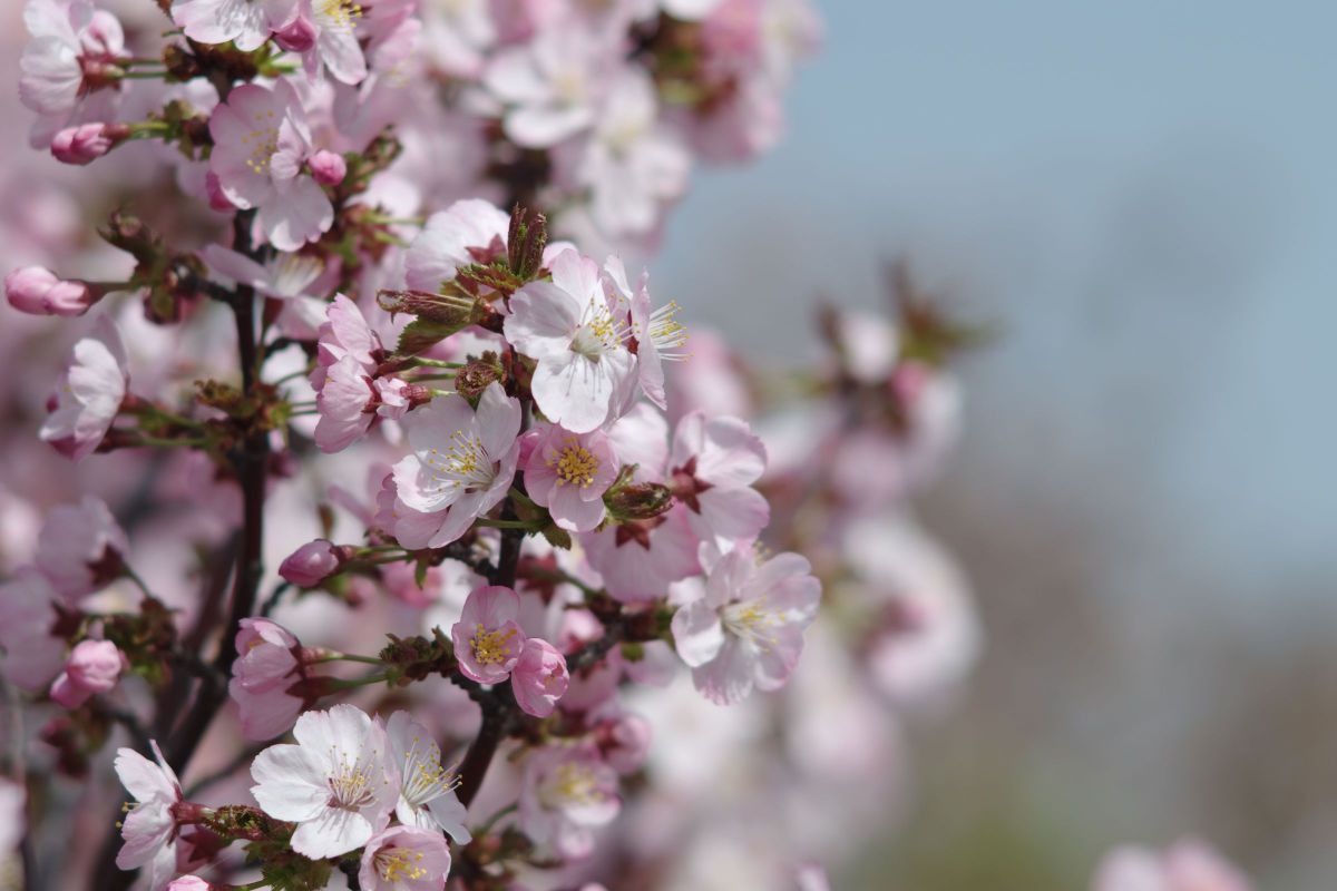 桜2024 #02 | GANREF