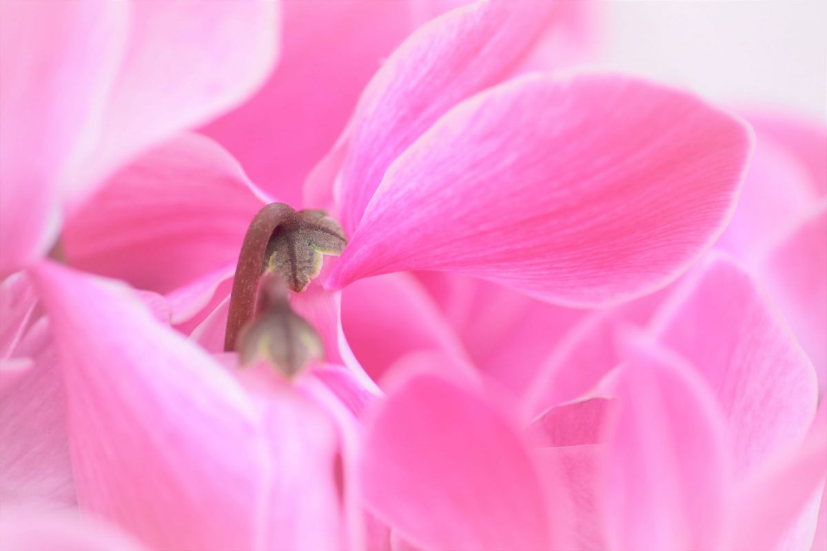 Wrapped in love～♪ | GANREF