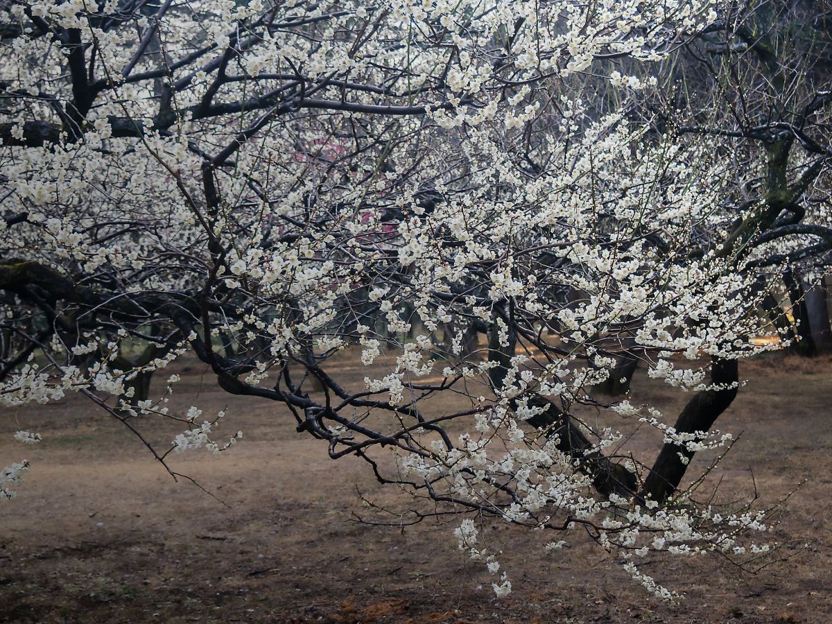 曇天の下に咲き乱れている | GANREF