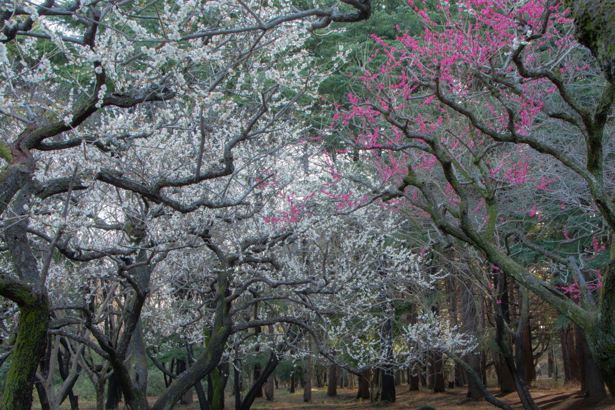 このはな | GANREF