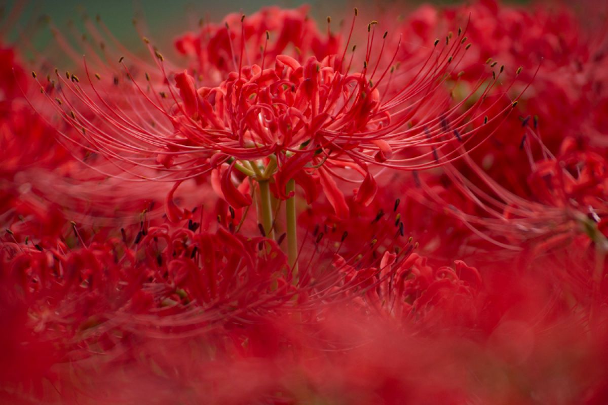 天上の赤 | GANREF