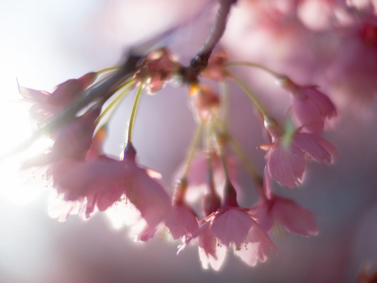 河津桜 | GANREF
