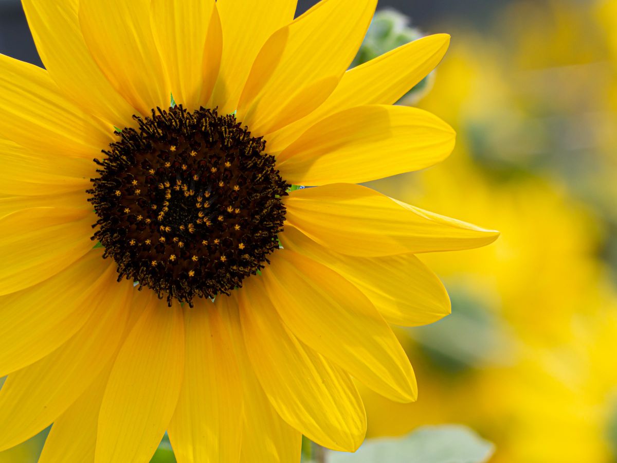 ひまわり | GANREF