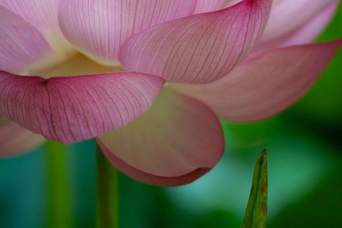 蓮の断片 | GANREF