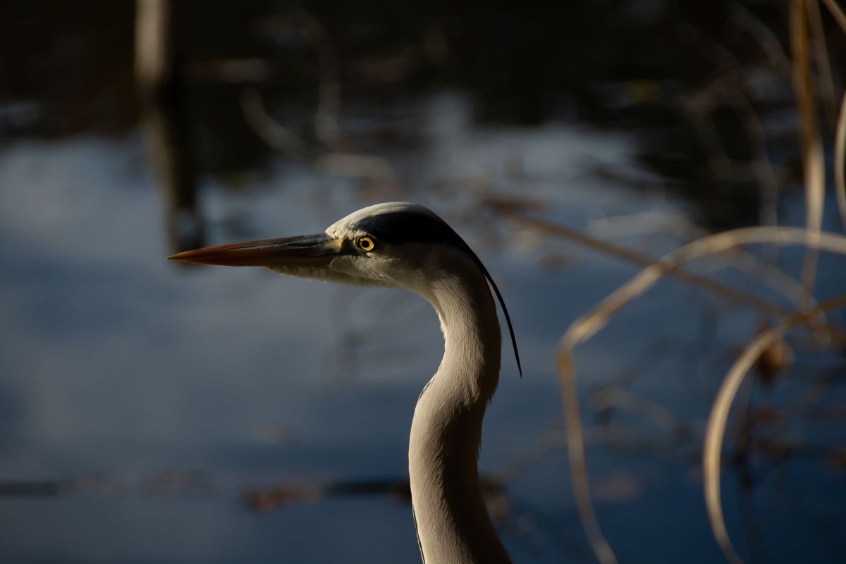 刃物のような冬が来た | GANREF
