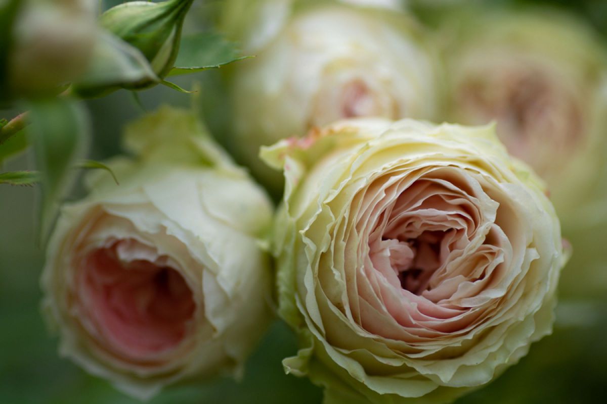 5月の薔薇 | GANREF