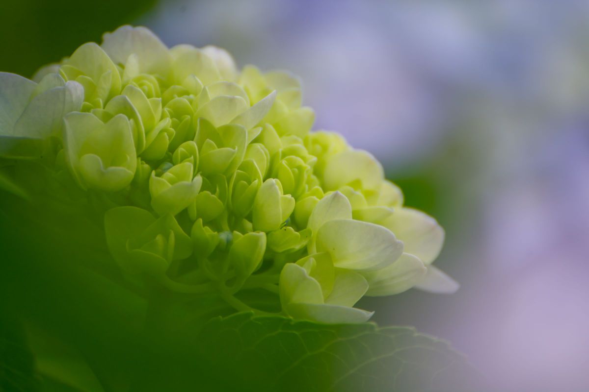 Corner of the world | GANREF