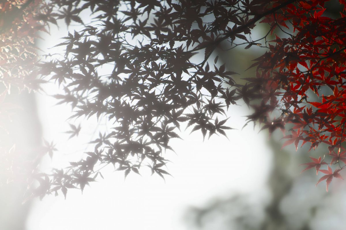 初冬の陽 | GANREF