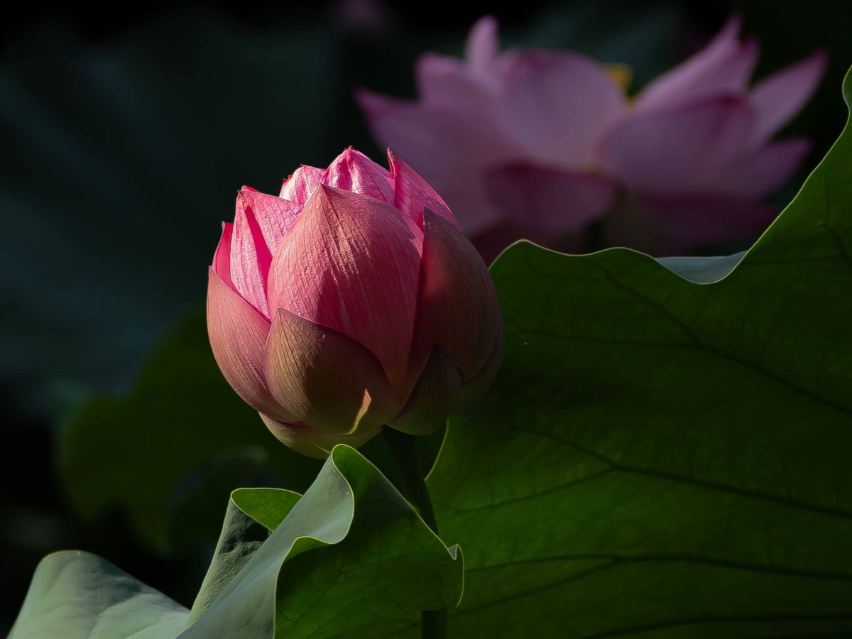 未敷蓮華（みふれんげ） | GANREF