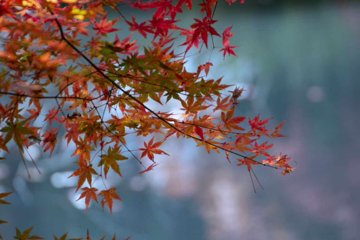 冬の陽だまり | GANREF