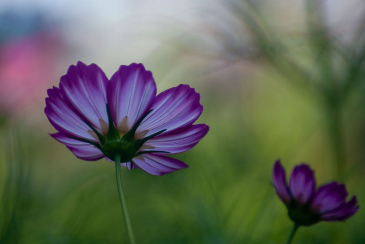 最初の一枚 | GANREF