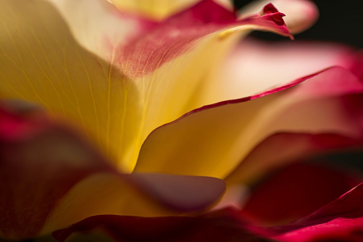 薔薇の花弁 | GANREF