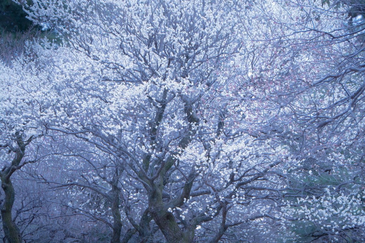 あけぼの | GANREF