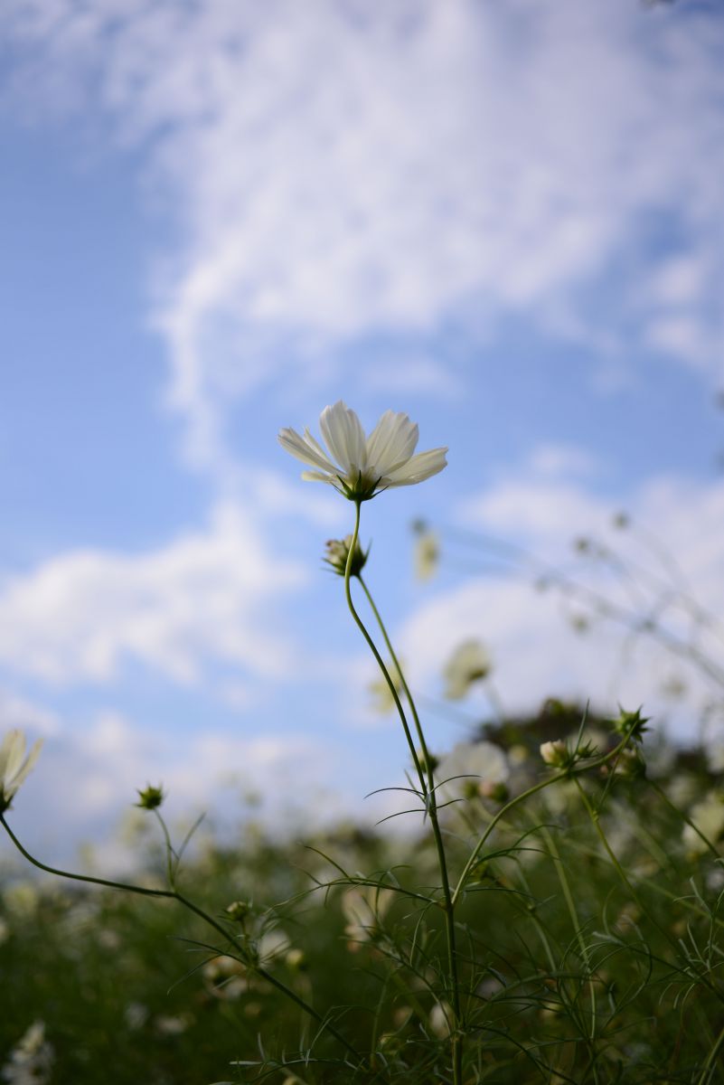 D600 安レンズでも戦える! 「Ai AF Nikkor 28mm f/2.8D」 | GANREF