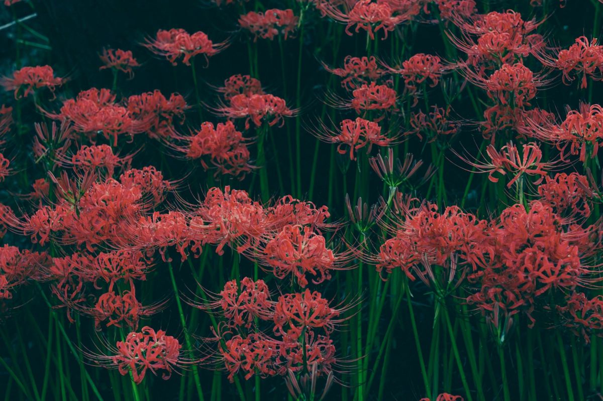 灯火 | GANREF