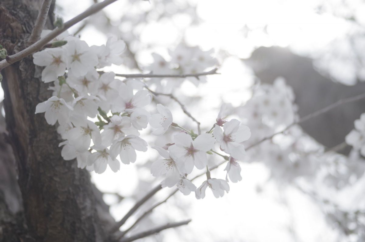 Spring Has come！ | GANREF