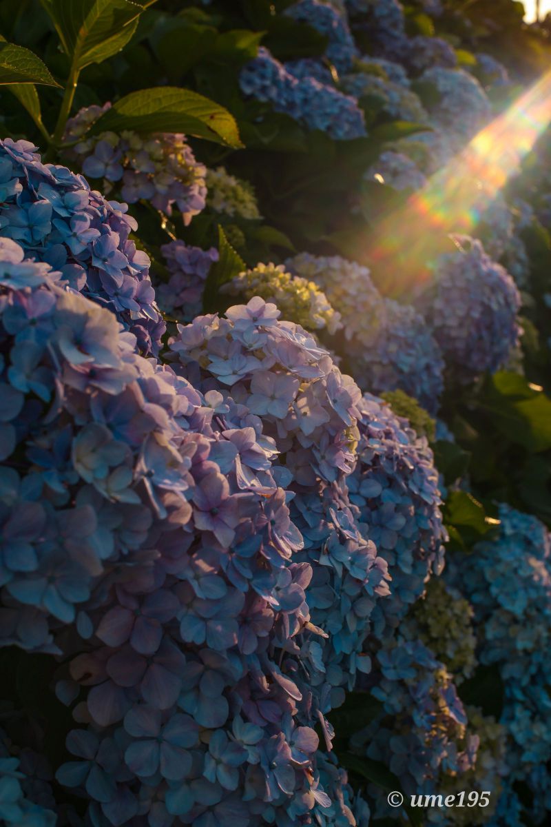 ray of light | GANREF