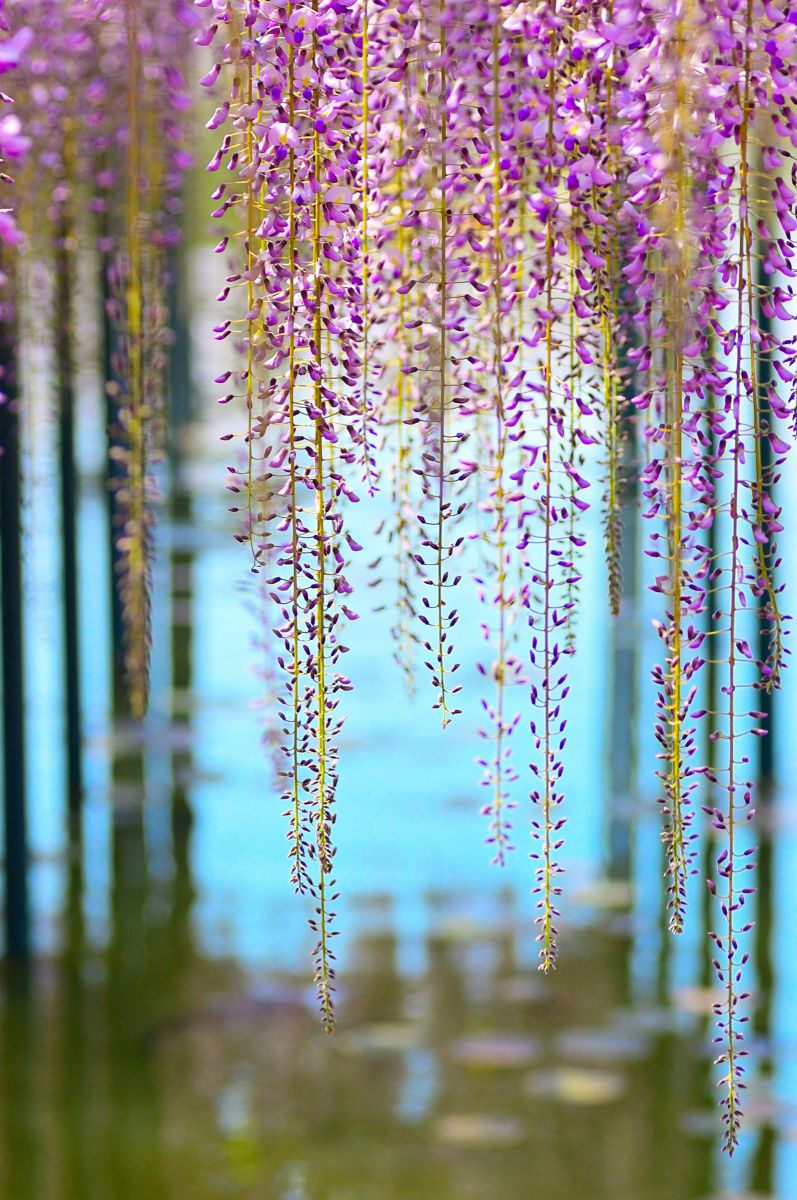 藤すだれ | GANREF