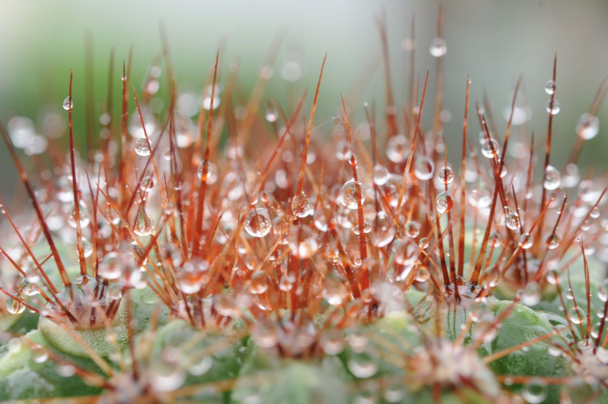 霧雨の朝A | GANREF