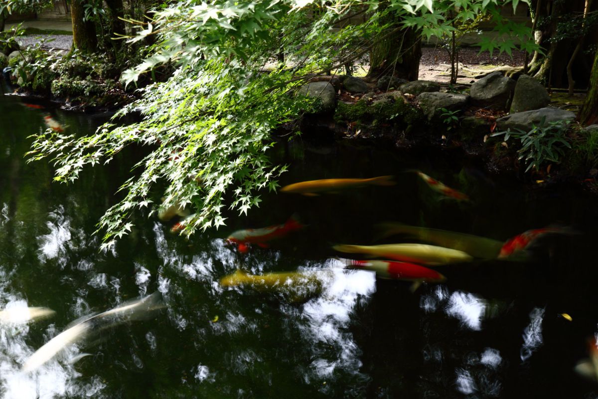 フルサイズ「EOS 6D」にのりかえて | GANREF