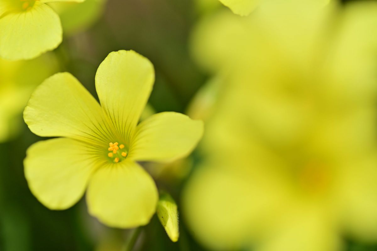 Yellow Star | GANREF