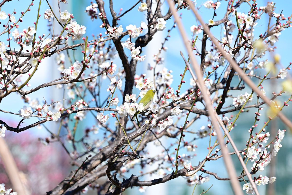 Today is my lucky day, WOW | GANREF